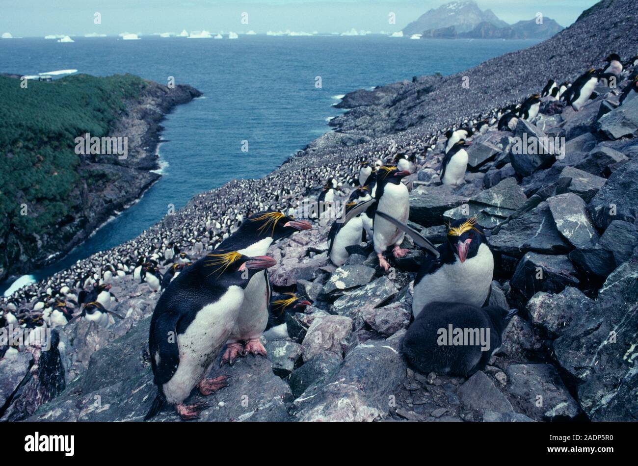 Macaroni penguin (Eudyptes chrysolophus) colony. These penguins live in ...
