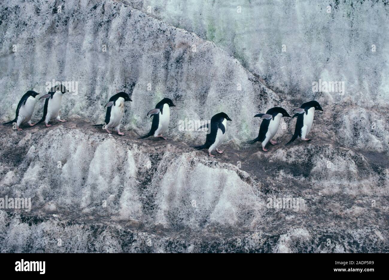 Adelie penguins. Group of Adelie penguins (Pygoscelis adeliae) walking ...