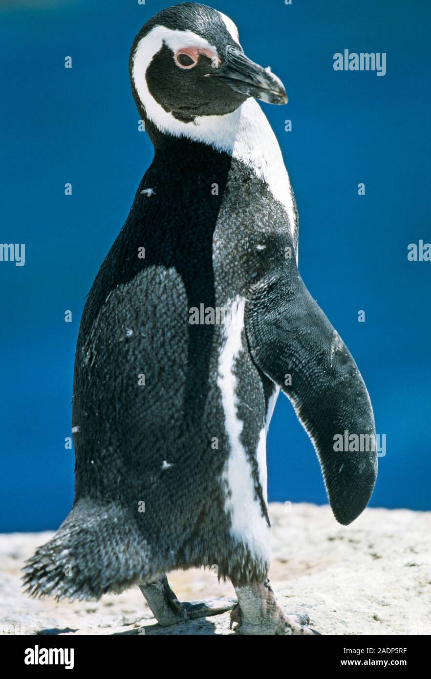 African penguin (Spheniscus demersus). This flightless marine bird is ...