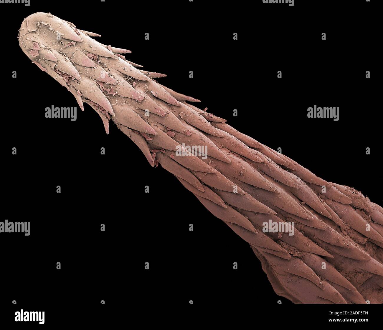 Penguin tongue. Coloured scanning electron micrograph (SM) of the ...