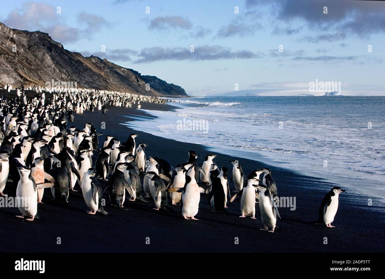 Chinstrap penguins (Pygoscelis antarctica). These birds feed almost ...
