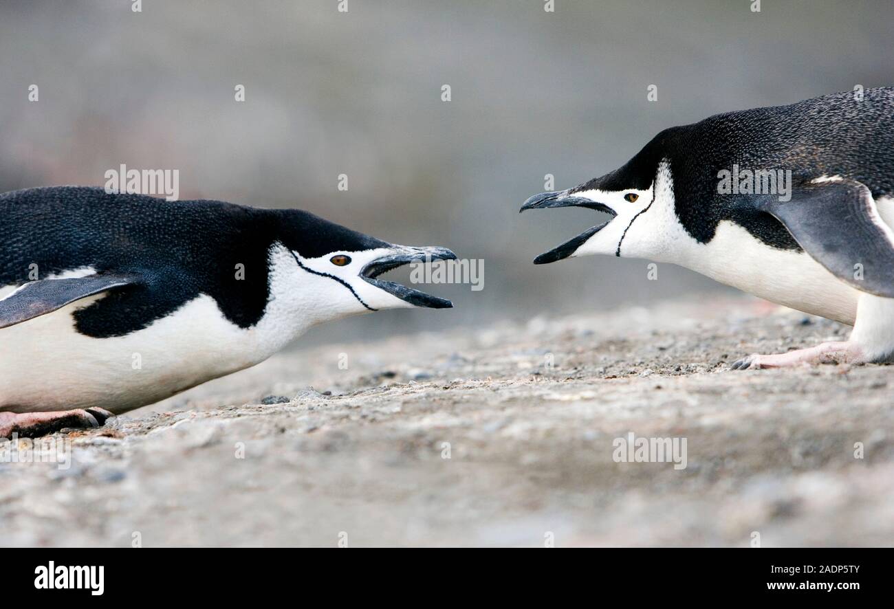 Chinstrap penguins (Pygoscelis antarctica) displaying to each other ...