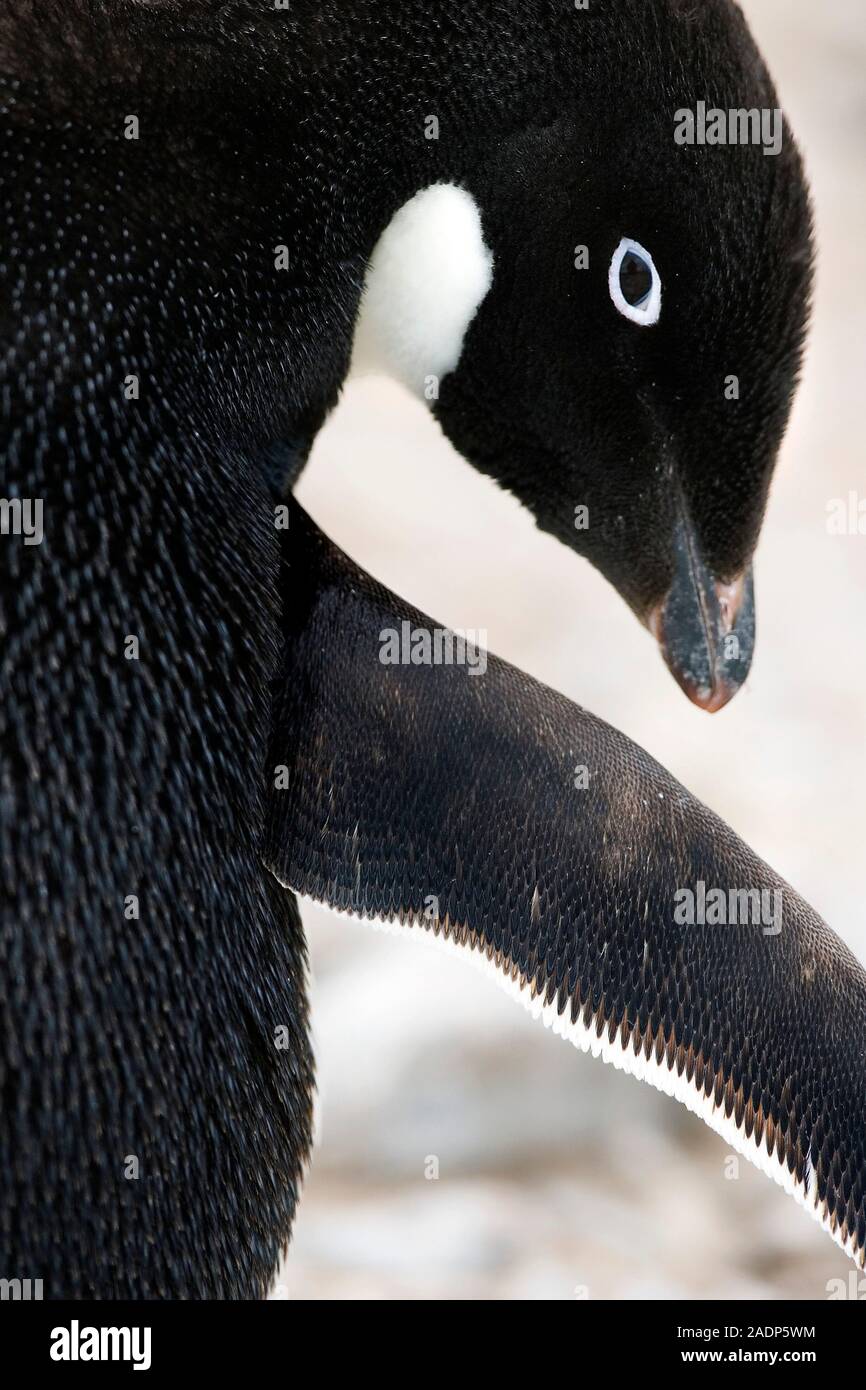 Penguin Wing Structure