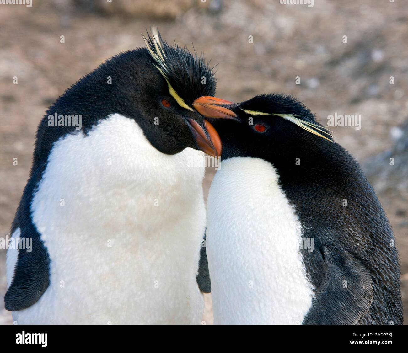 Southern rockhopper penguins (Eudyptes chrysocome) courting. The ...