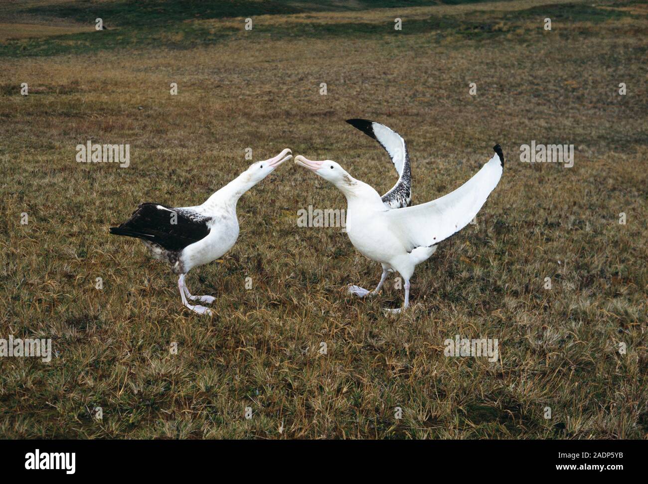 Pair of wandering albatrosses (Diomedea exulans) in a mating display ...
