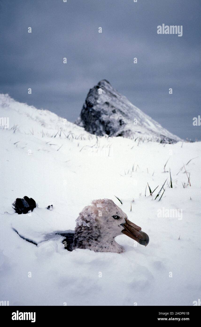 Southern giant petrel (Macronectes giganteus) on its nest after a heavy ...