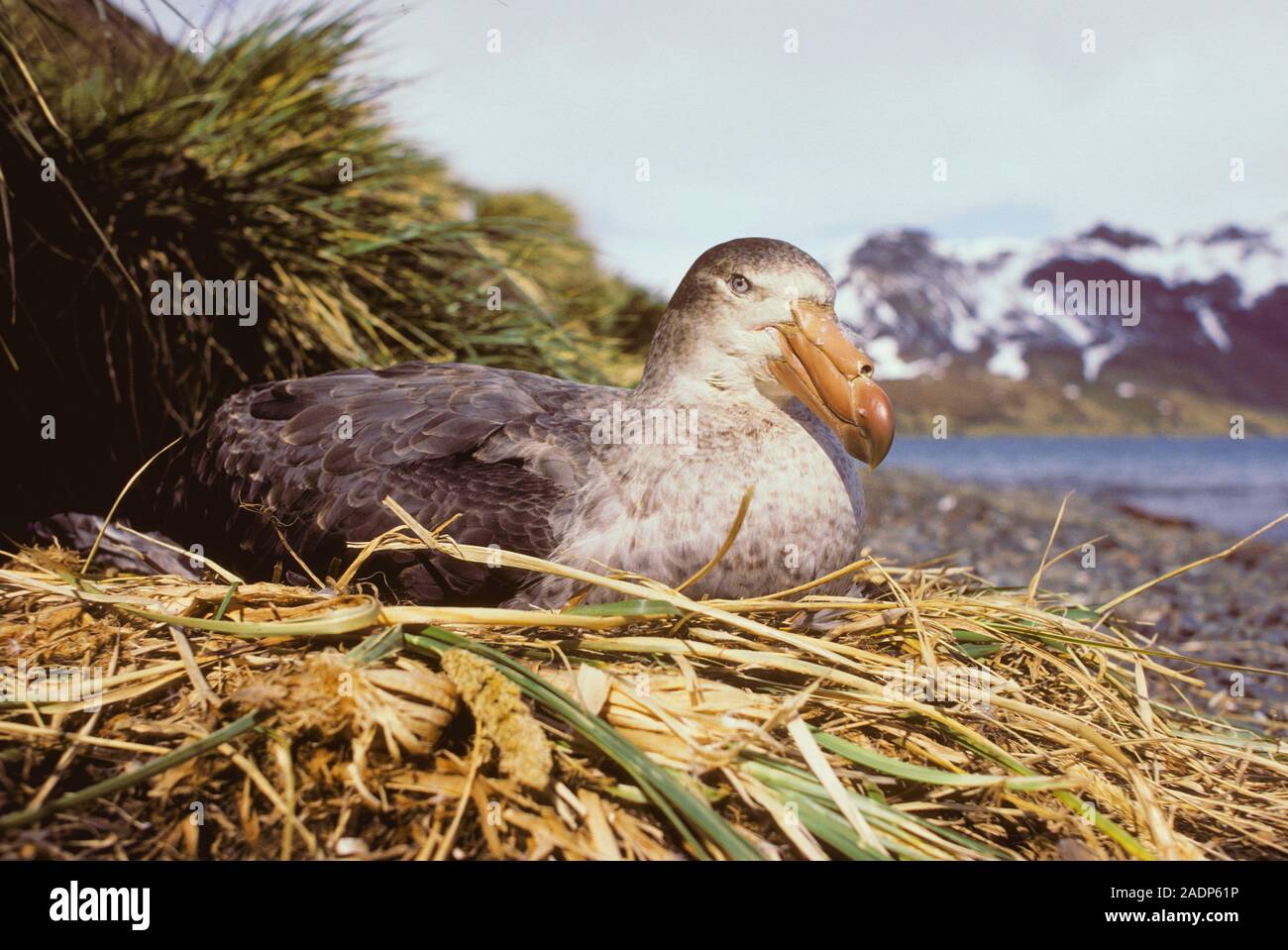 Southern giant petral (Macronectes giganteus) nesting on a beach ...