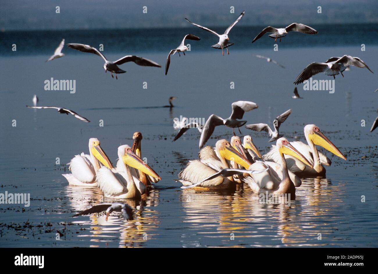 Great white pelicans (Pelecanus onocrotalus) in a lake. This bird, also ...