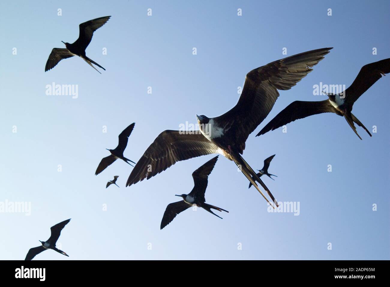 Frigate birds in flight. Group of frigate birds (Fregata sp.) in flight ...