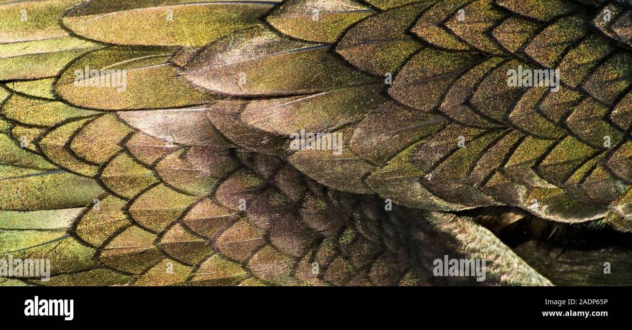 Shag plumage. Close-up of the feathers of a shag (Phalacrocorax sp ...