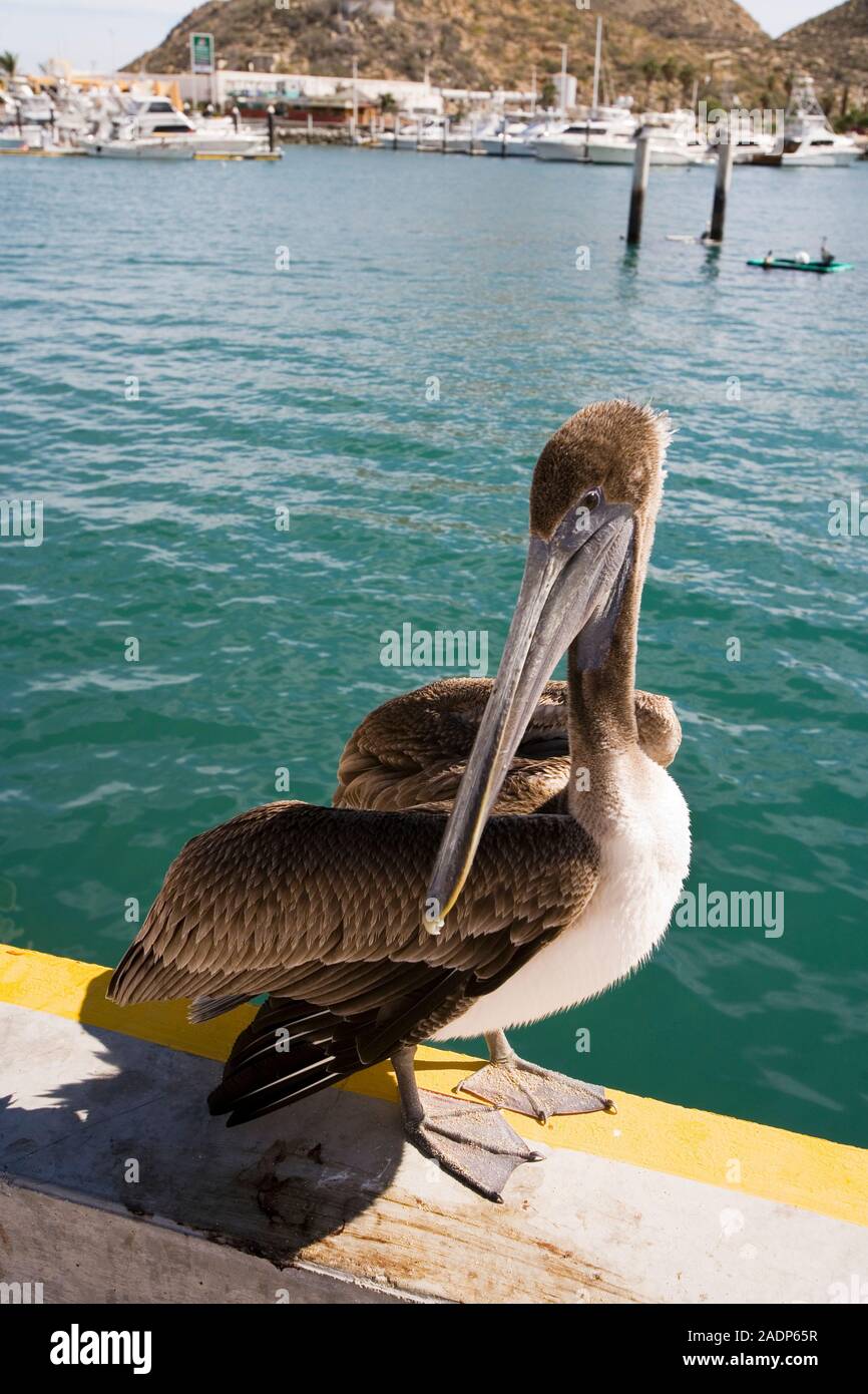 Pelican (Pelecanus sp.) on a dock. Photographed in the Gulf of Mexico Stock Photo - Alamy