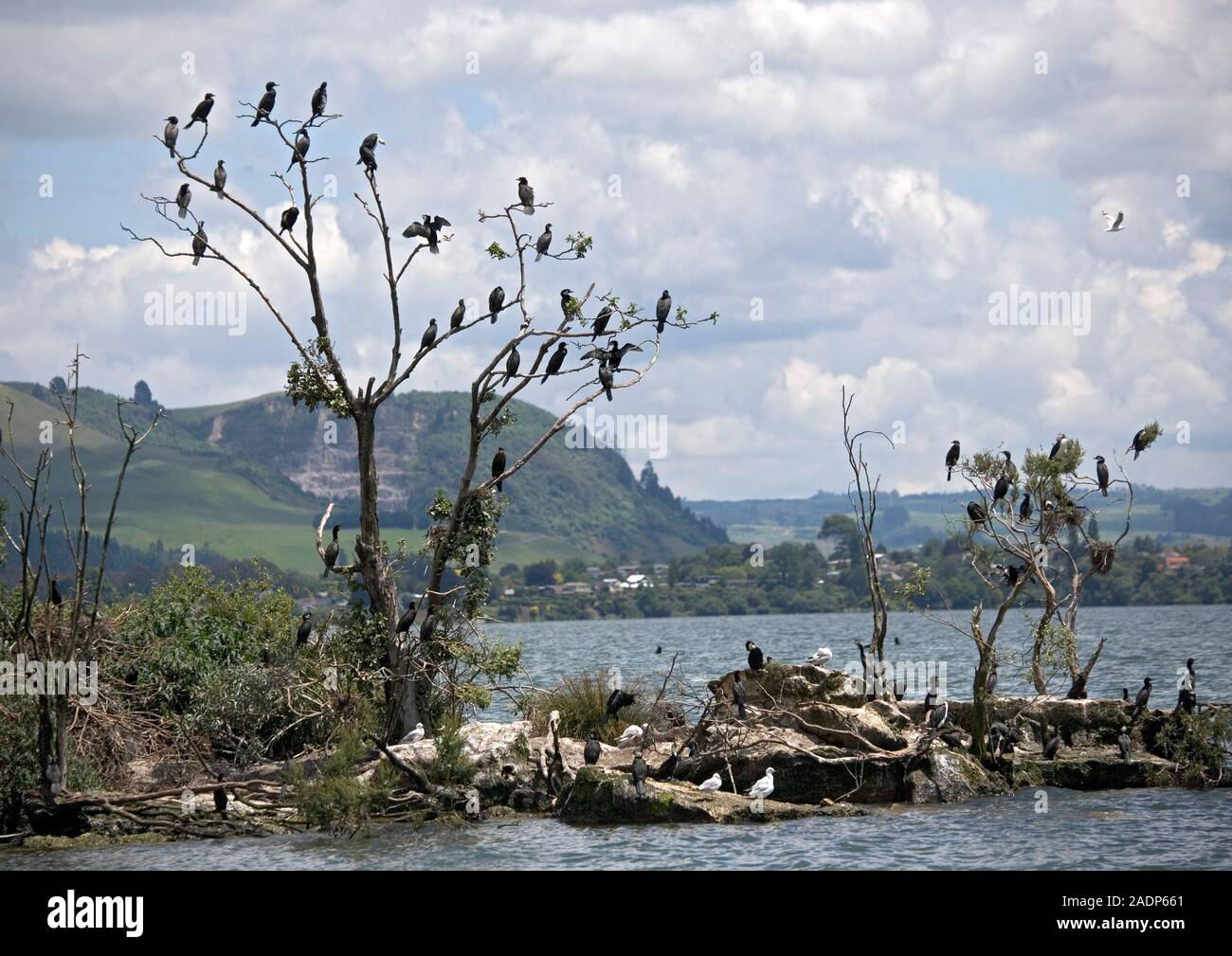 Flock of shags. The flock contains several different species, including ...