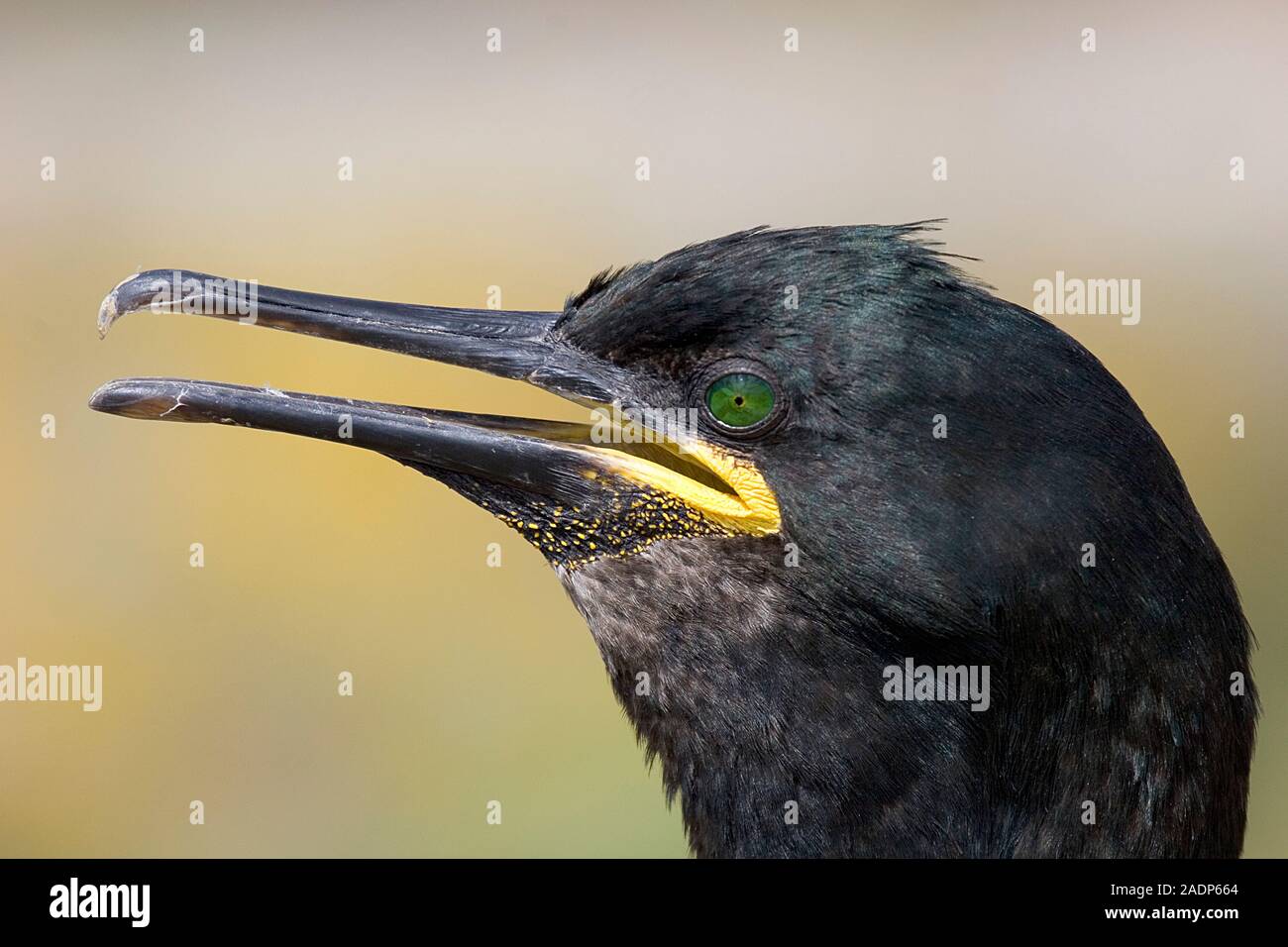 Common shag (Phalacrocorax aristotelis). The common shag, also known as ...