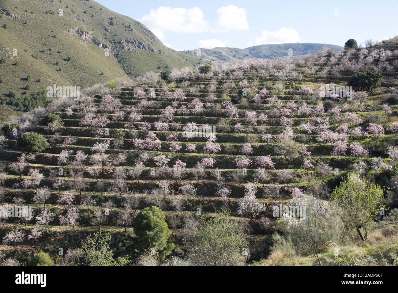 Almond tree blossom terrace hi-res stock photography and images - Alamy