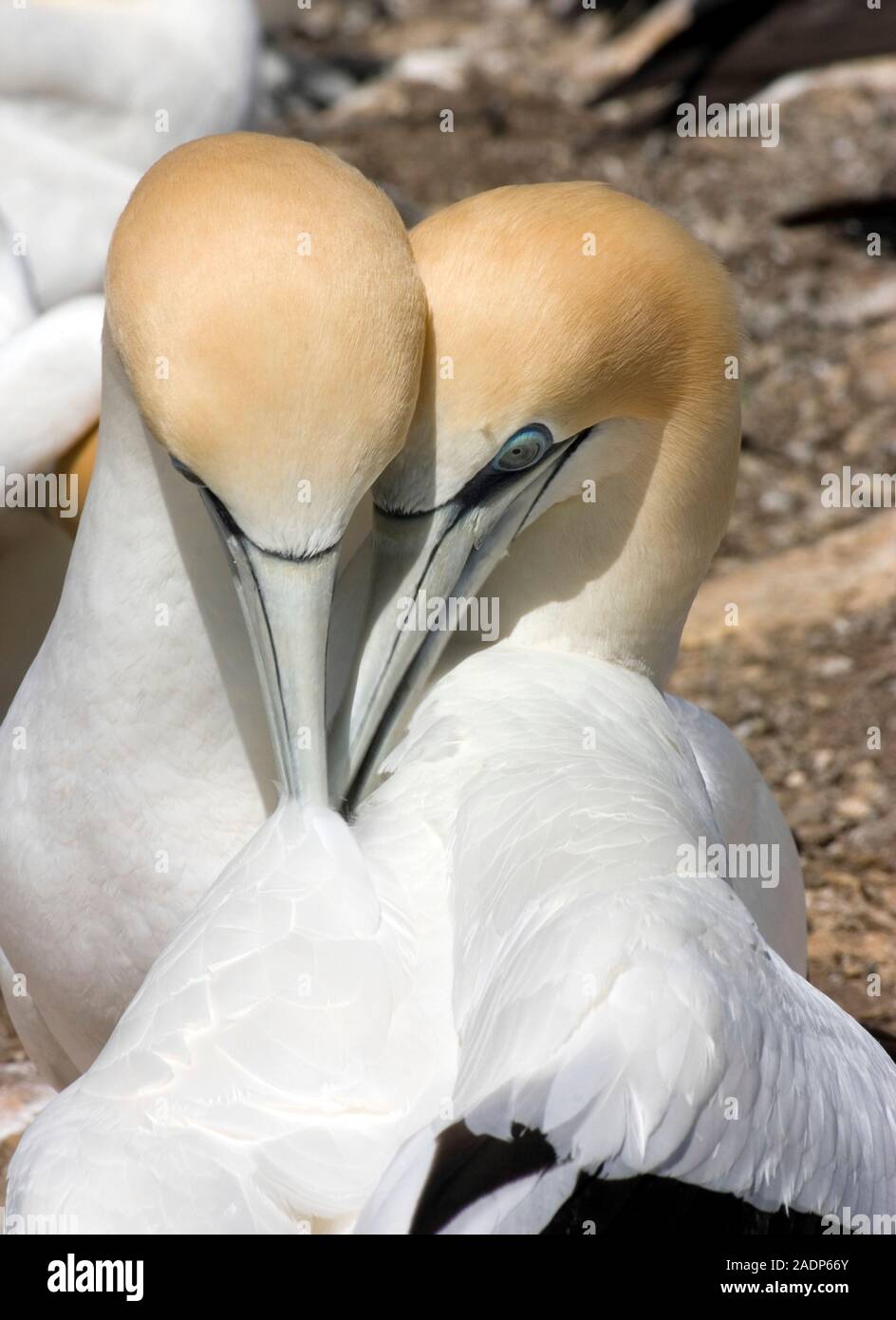 Australasian gannets (Morus serrator). Pair of gannets pruning their ...