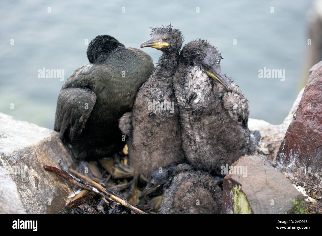 European shag (Phalacrocorax aristotelis) family on a nest in the rain ...