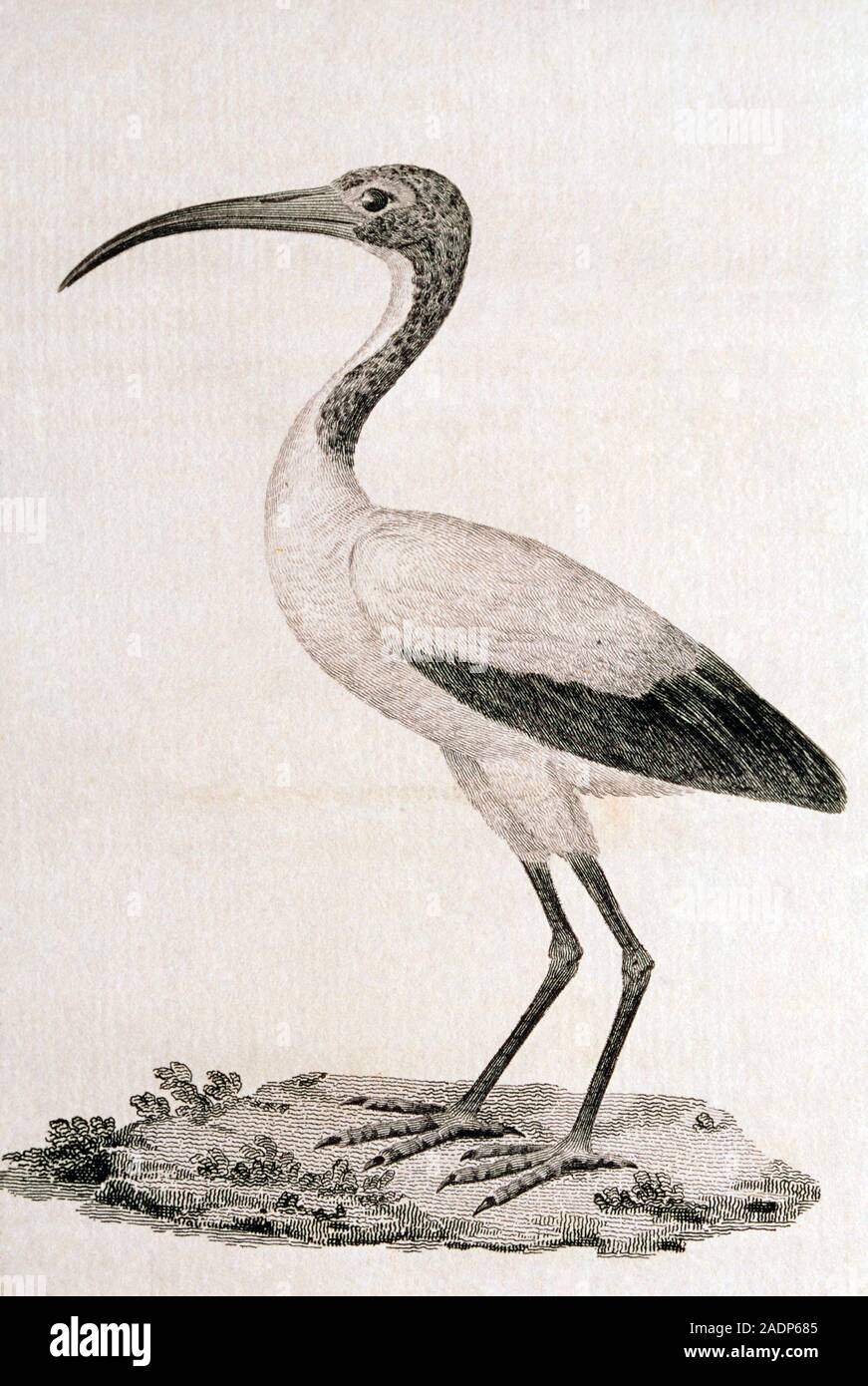 Sacred ibis. 1790 engraving of a sacred ibis, Threskiornis aithiopica ...