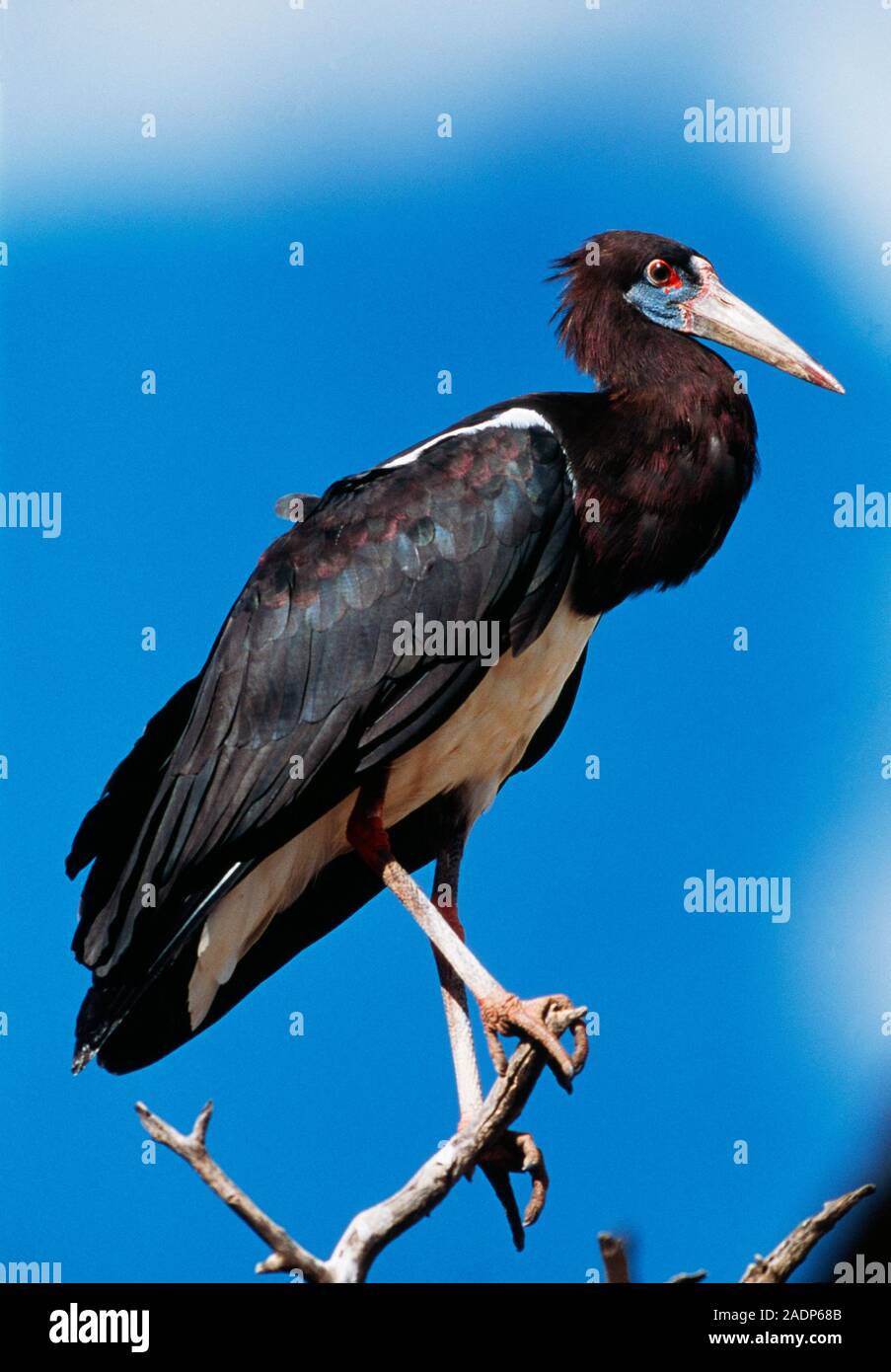 Abdim's stork (Ciconia abdimii) perching on a tree branch. Storks are ...