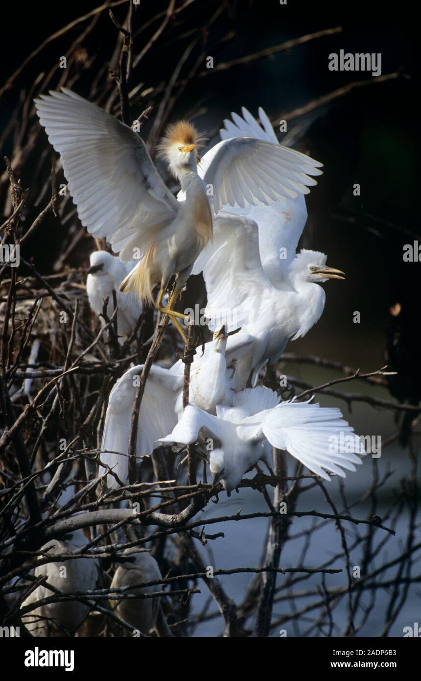 Cattle egrets (Bubulcus ibis), juveniles and adult (red crest). The ...