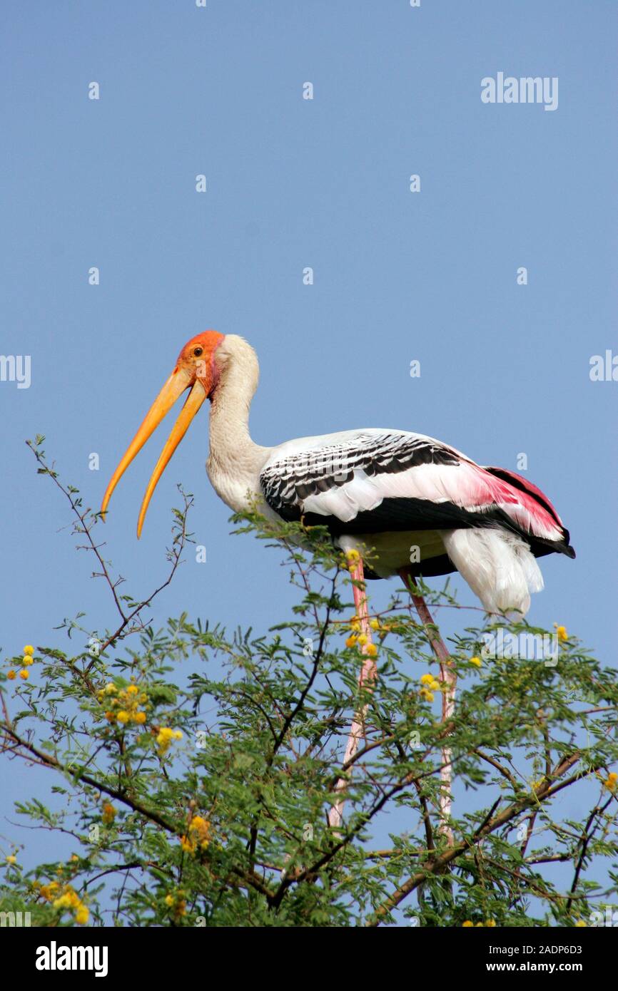 Painted stork (Mycteria leucocephala). This bird is native to the ...