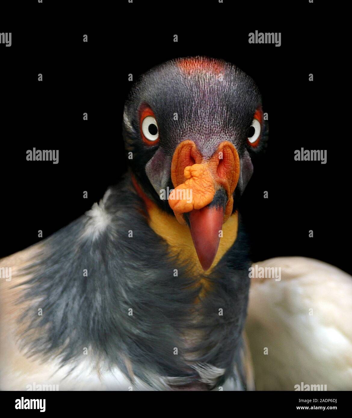 King vulture (Sarcoramphus papa). This New World vulture inhabits ...