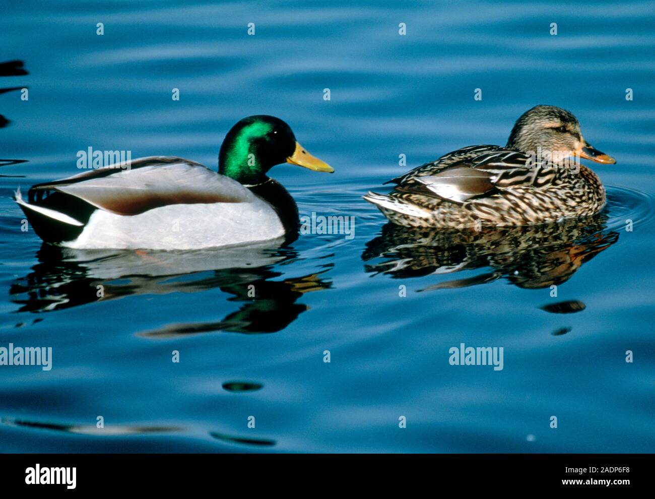 Mallards. View of a male (left) and female (right) mallard duck (Anas ...