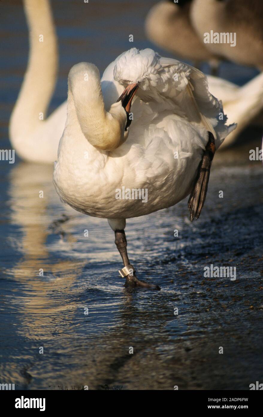 Mute swan (Cygnus olor) preening. Preening birds apply the secretion of ...