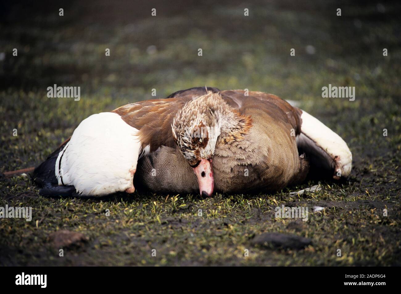 Egyptian goose (Alopochen aegyptiacus) suffering from botulism. The ...
