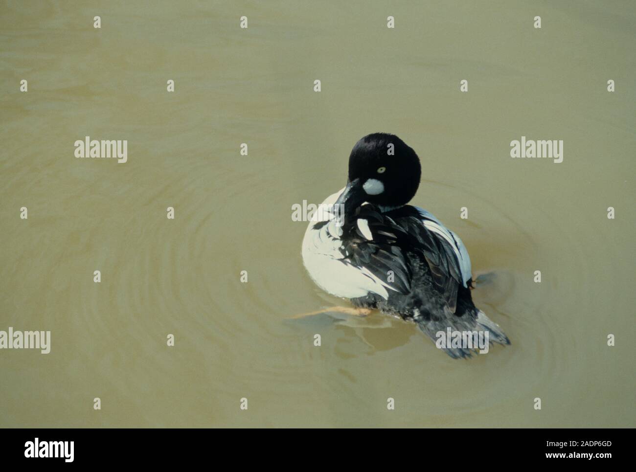 Goldeneye. Bird preening in the water, diving duck Stock Photo - Alamy