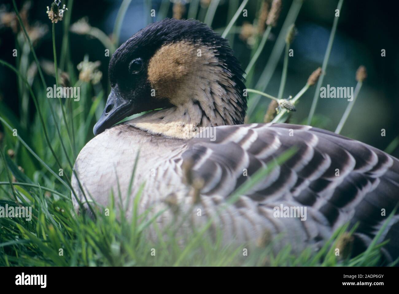 Hawaiian goose, or nene (Branta, formerly Nesochen, sandvicensis). This ...