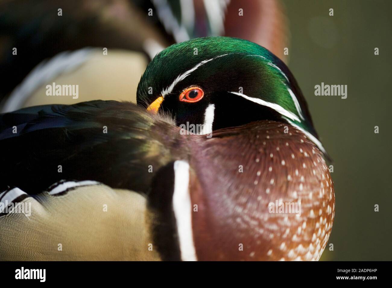 Wood duck. Close-up of a male wood duck (Aix sponsa) with its bill ...