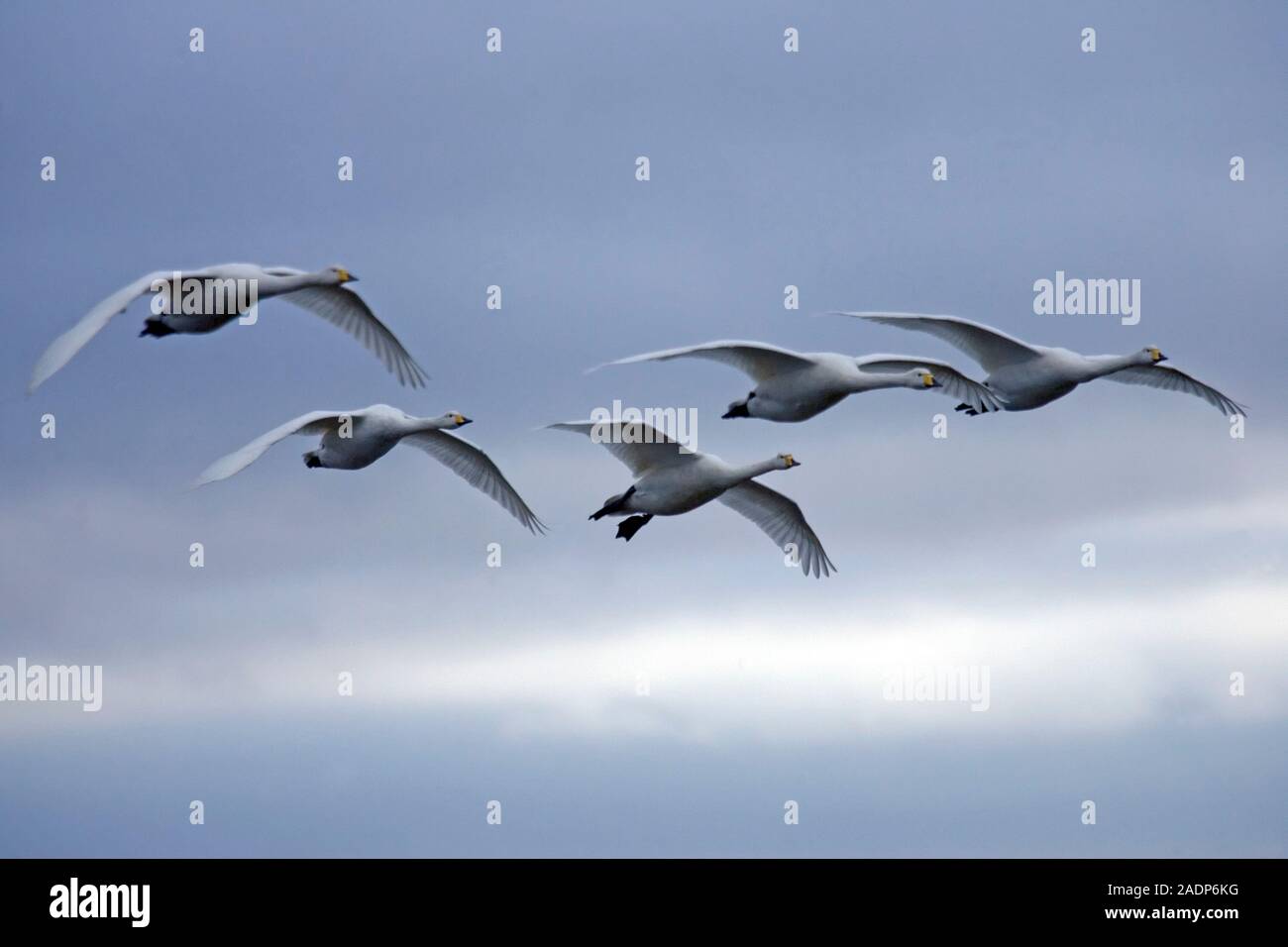 Whooper swans (Cygnus cygnus) flying. These swans inhabit northern ...