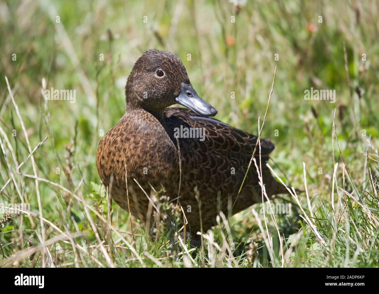 Brown teal (Anas aucklandica). This duck is endemic to New Zealand. It ...