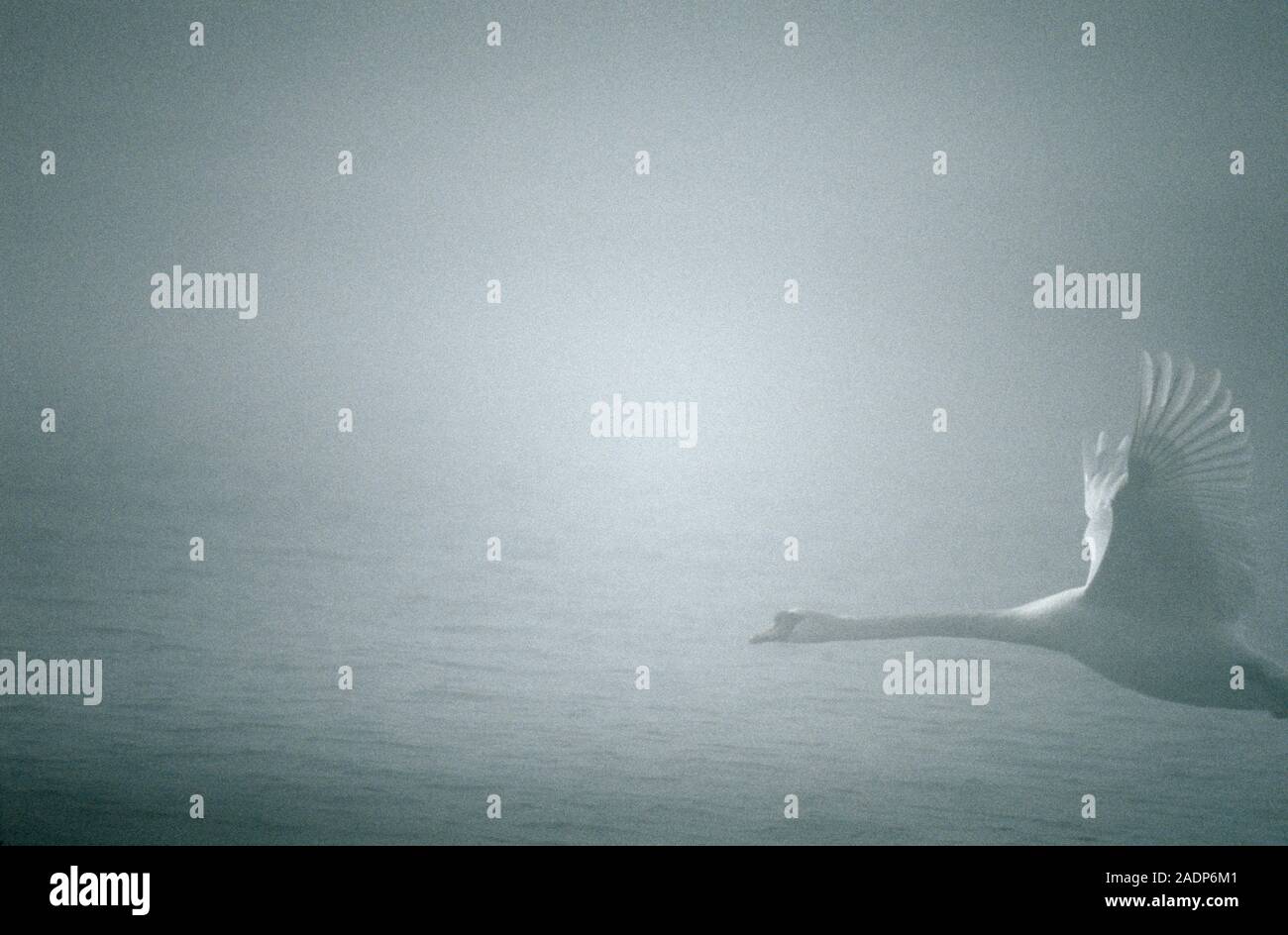 Swan (Cygnus sp.) flying through fog. Photographed in Skane, Sweden ...
