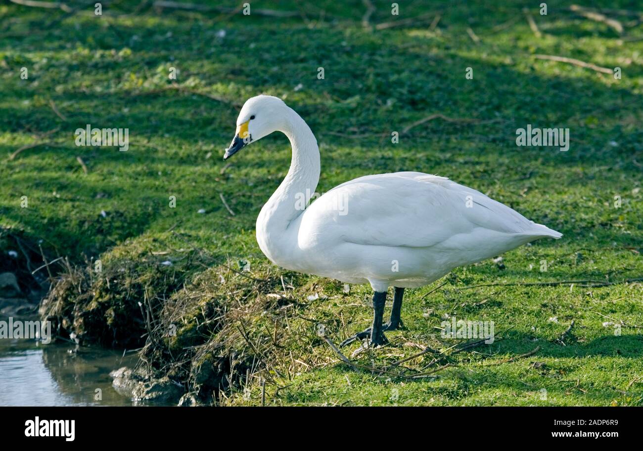 Bewick's swan (Cygnus columbianus) on a riverbank. This species of ...