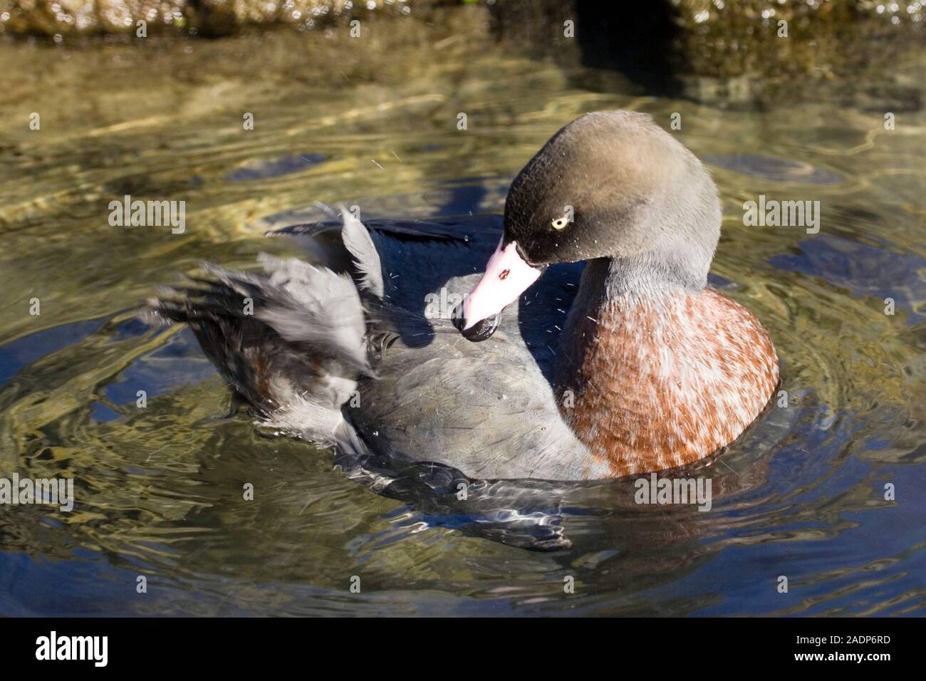 Blue duck (Hymenolaimus malacorhynchus) preening its feathers. This ...