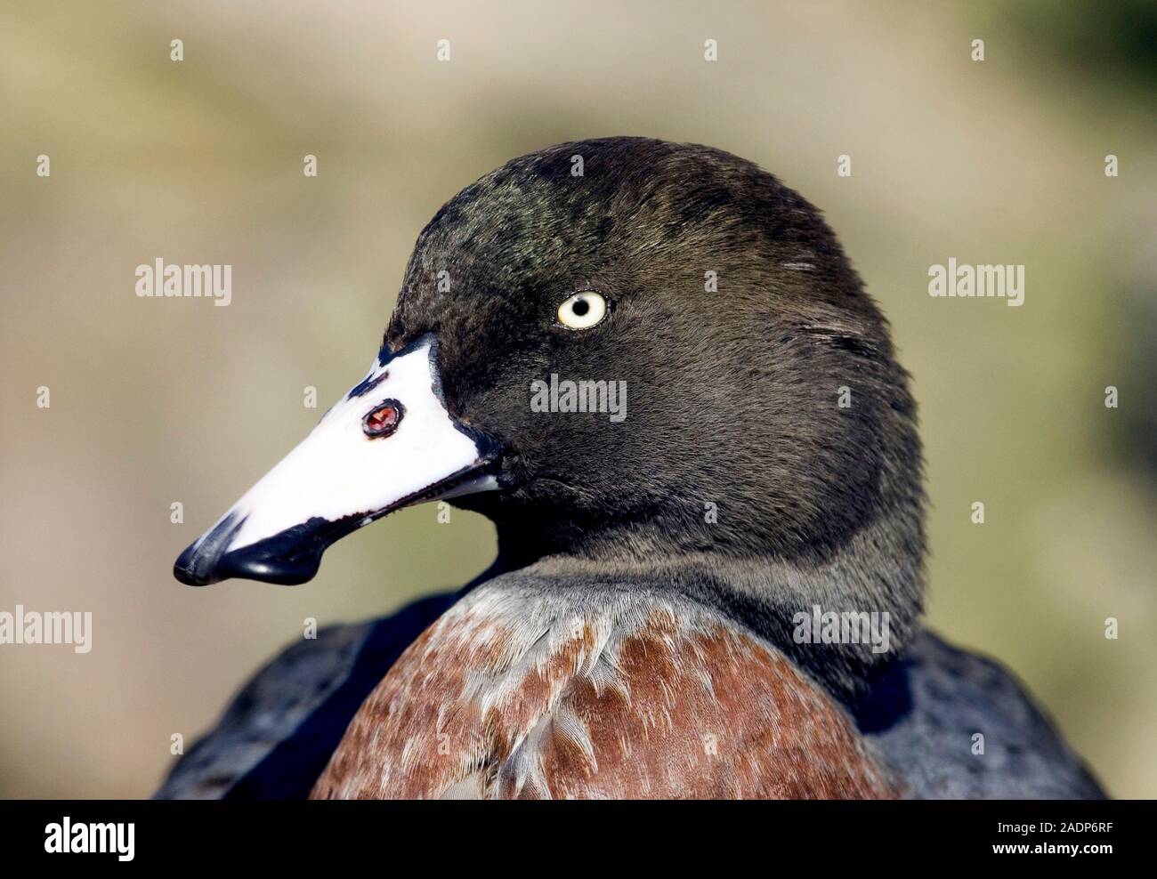 Blue duck (Hymenolaimus malacorhynchus). This rare duck is native to ...