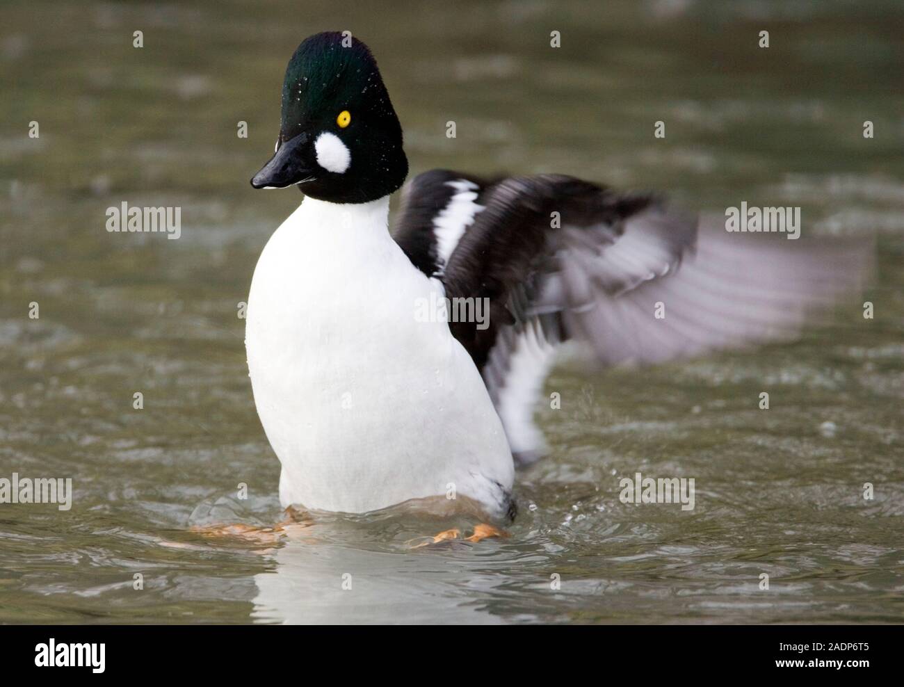 Male barrow's goldeneye duck (Bucephala islandica) flapping his wings ...
