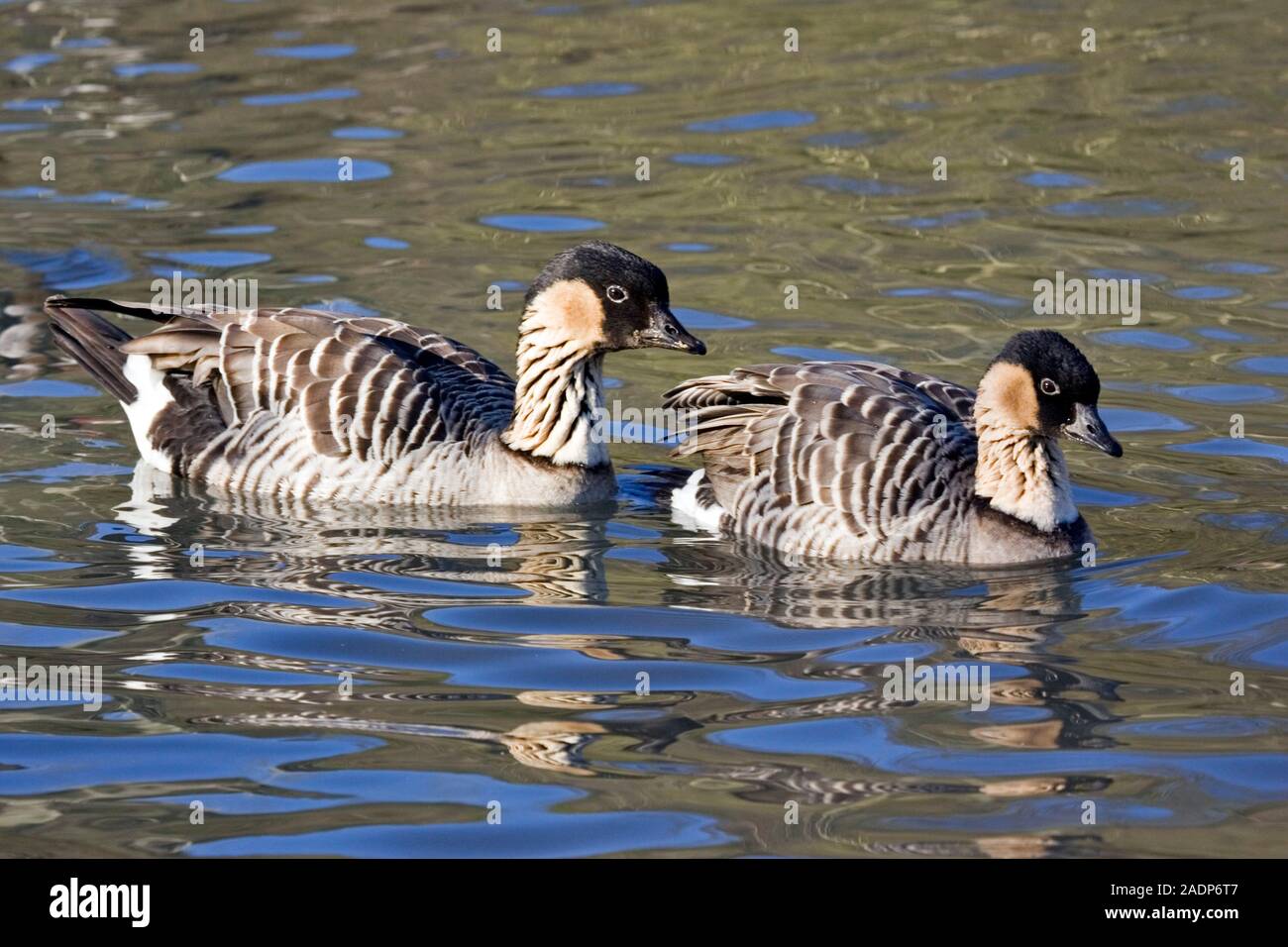 Hawaiian geese (Branta sandvicensis). This goose is native to the ...