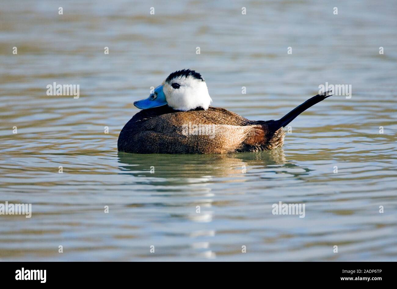 Male white-headed duck (Oxyura leucocephala). This duck is found in ...