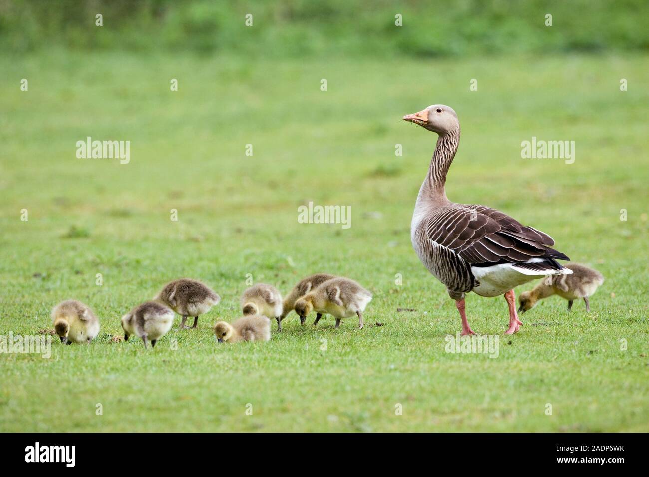 Greylag goose (Anser anser) guarding its goslings while they feed. This ...