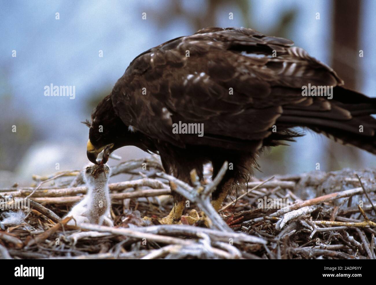 Galapagos hawks. Adult galapagos hawk (Buteo galapagoensis) feeding its ...