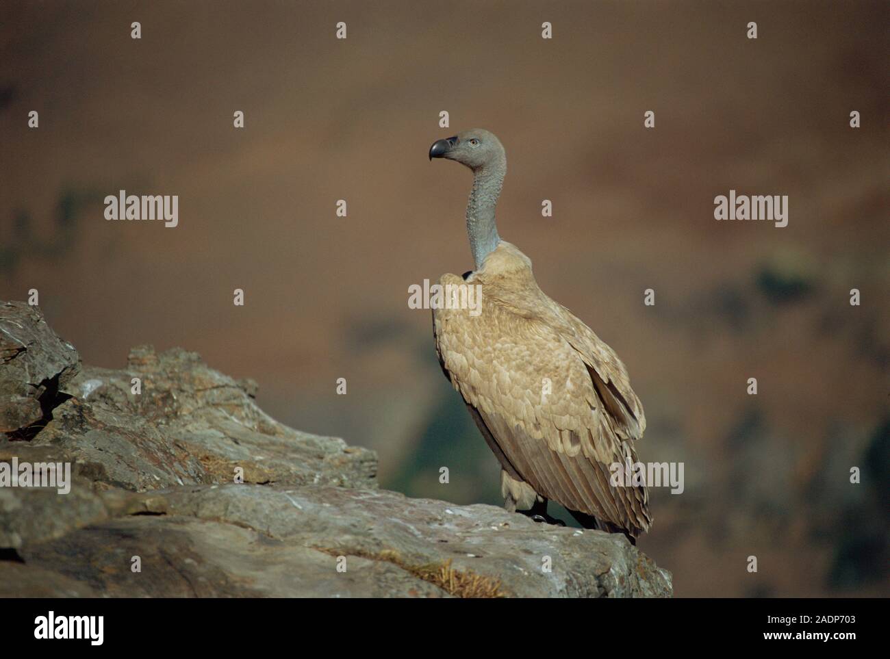 Cape vulture (Gyps coprotheres), also called the Cape griffon. This ...