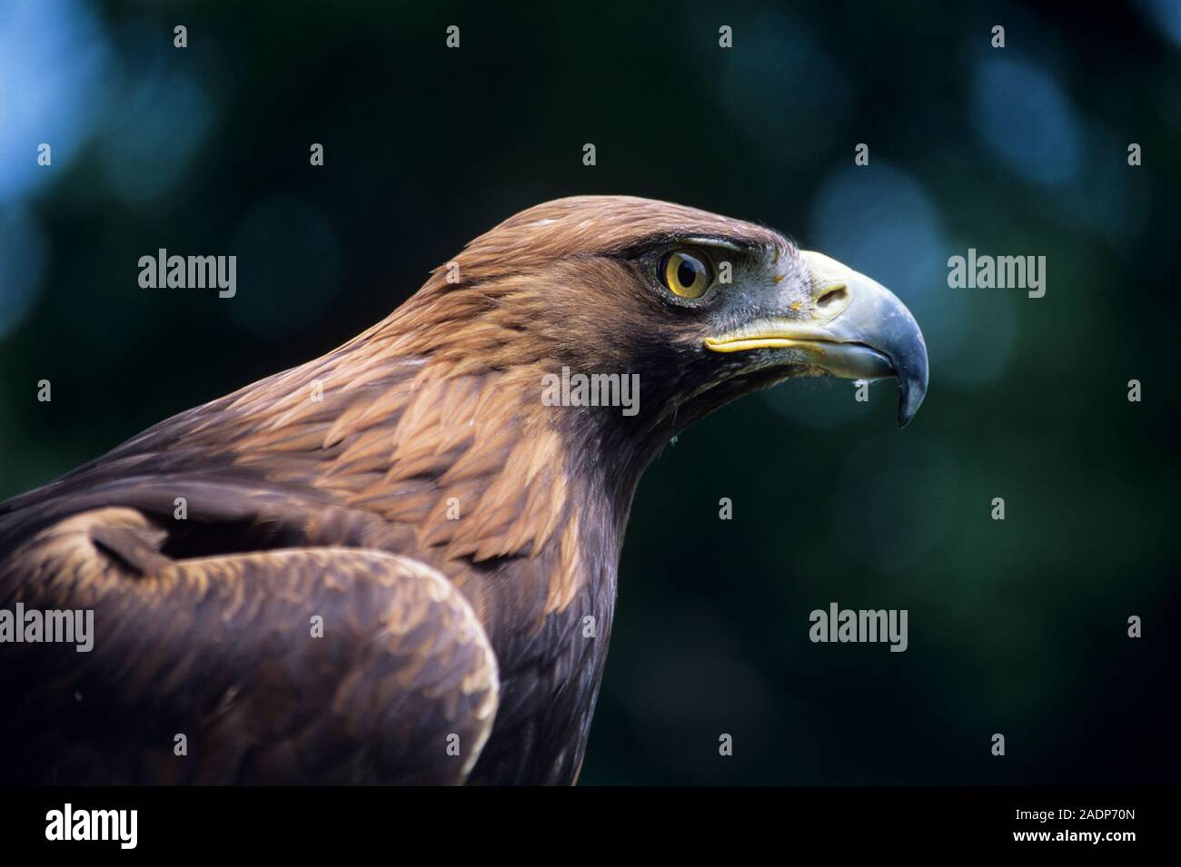 Golden eagle (Aquila chrysaetos). This large bird of prey prefers ...