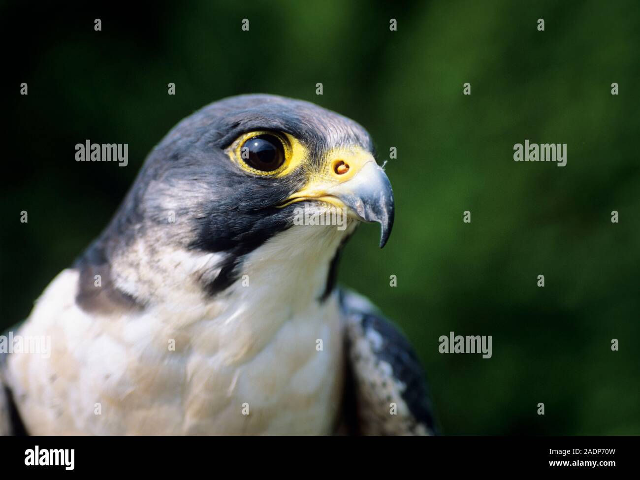 Peregrine falcon. Head of a young peregrine falcon (Falco peregrinus ...