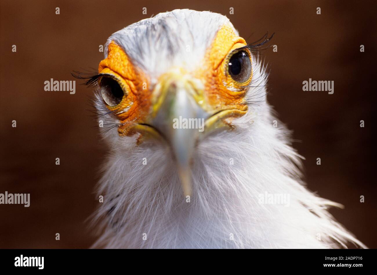 Secretary bird. Head of a secretary bird (Sagittarius serpentarius ...