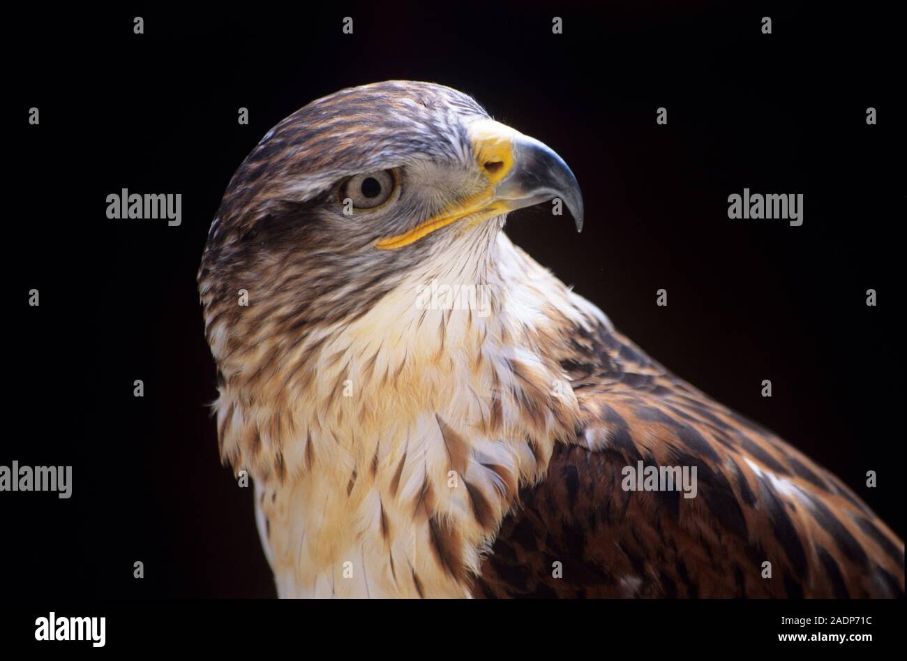 Ferruginous buzzard. Head of a ferruginous buzzard (Buteo regalis ...