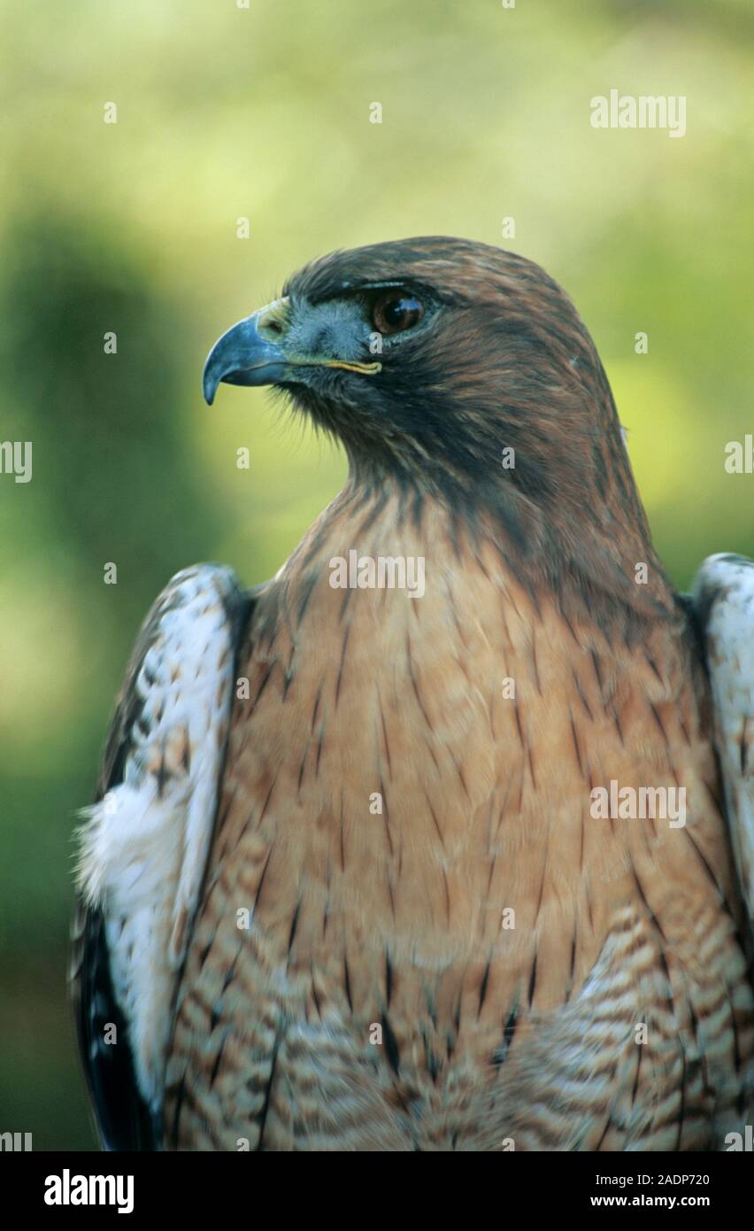 Female red-tailed hawk (Buteo jamaicensis). Photographed in Califonia ...