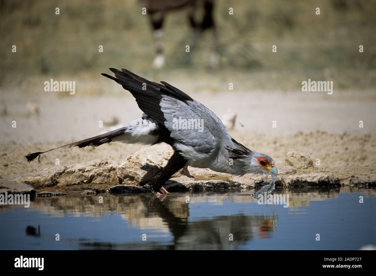 Secretary bird (Sagittarius serpentarius) drinking from a watering hole ...