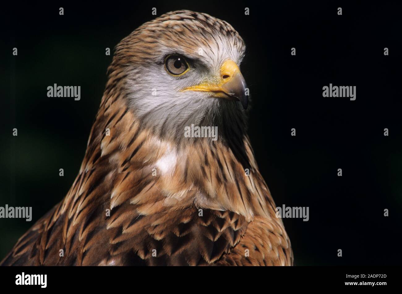 Red kite (Milvus milvus Stock Photo - Alamy